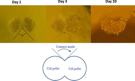 Characterization Of Tissue Aggregates Fusion Inside Optimized Hybrid