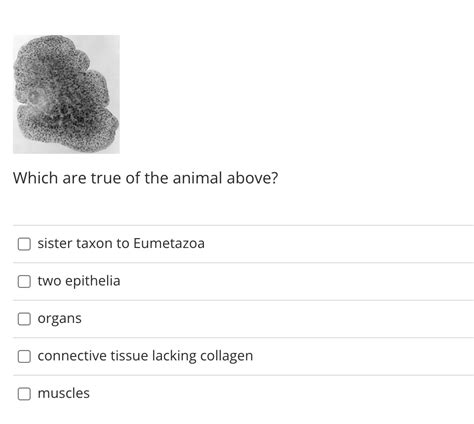 Solved Which Are True Of The Animal Above Sister Taxon To