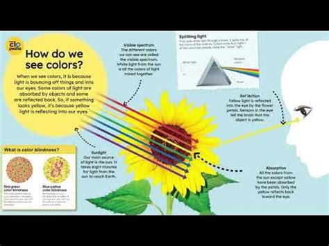 How Do We See Colors Youtube