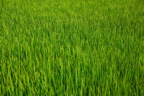 禾苗素材 禾苗模板 禾苗图片高速下载 设图网