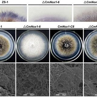 Production Of Superoxide And Conidia Of Coniothyrium Minitans Cmnox1