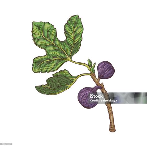 흰색 배경에 고립 된 잎과 과일을 가진 신선한 이국적인 보라색 무화과 과일의 가지 잘 익은 무화과의 벡터 손으로 그린 복고풍 그림 드로잉에 대한 스톡 벡터 아트 및 기타