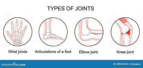 Types Of Joints Stock Illustration Illustration Of Types 280342244
