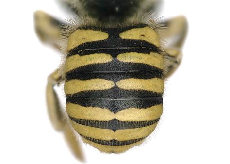 Anthidium Exotic Bee Id