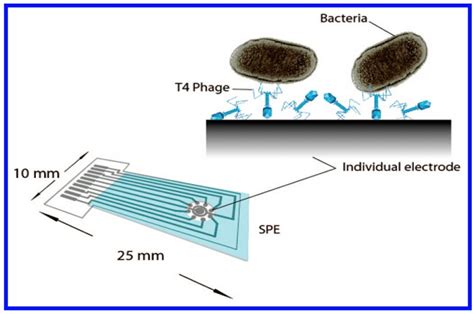 The Application Of Whole Cell Based Biosensors For Use In Environmental