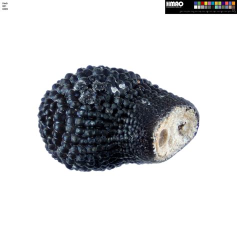 Hmao 001 0469 Echinocereus Acifer Tubiflorus Mexico Zacatecas San