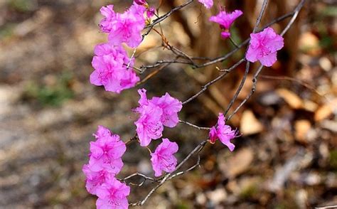 진달래꽃azalea Flower Azalea Flower Flowers Azaleas