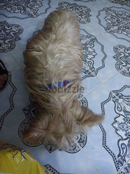 نتايه لولو يورك شاير الماني متطعمه كل التطعيمات كلاب 199903054