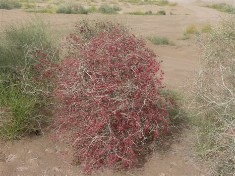 Calligonum Comosum Eflora Of India