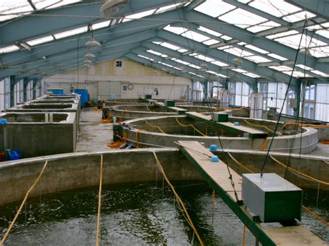 Fish Hatchery Wikipedia