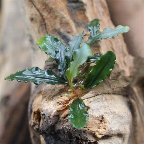 Bucephalandra Spec Kedagang Mini Insektenliebe