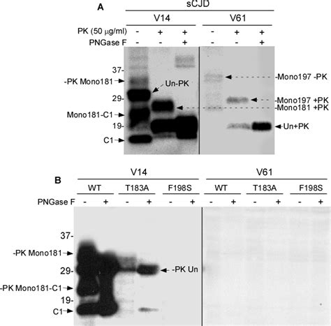 A Prpsc From Scjd Untreated Or Treated With Pk Or Pk Plus Pngase F Was