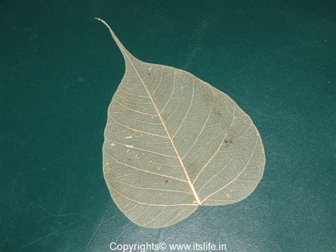 Peepal Tree Leaf Uses