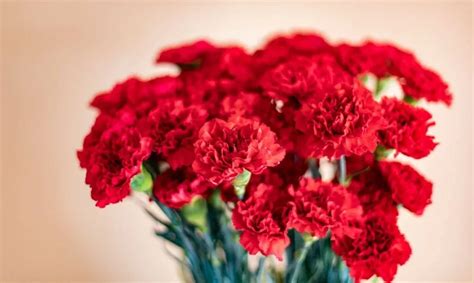 Are Carnations Edible Flower Garden Pictures