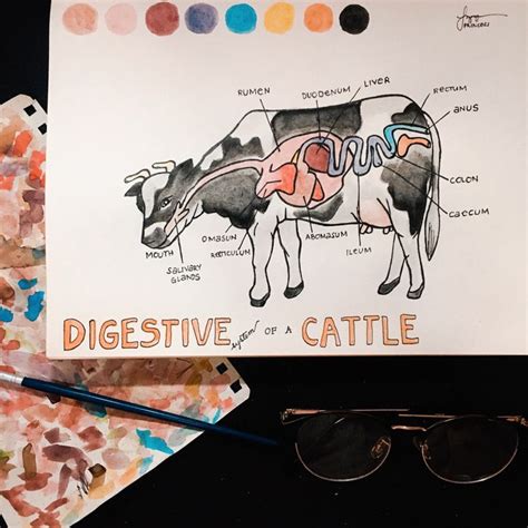 Digestive System Of A Cattle Vertebrate Digestive System Diagram