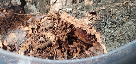 Blaberus Giganteus The Giant Cave Roach — The Wild Martin