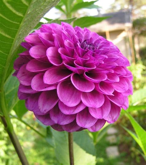 Robann Royal Heathflowerfarm