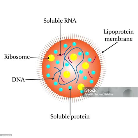 Mycoplasma Bacteria Diagram Mycoplasma Anatomy Stock Illustration