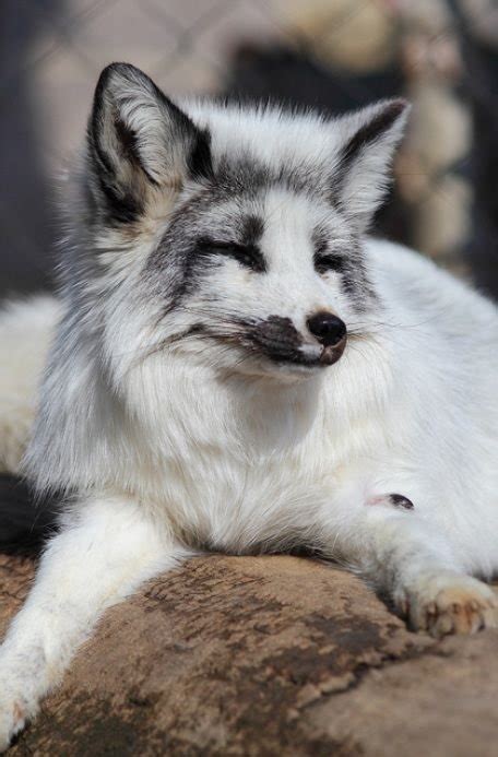 Canadian Marble Fox Cute