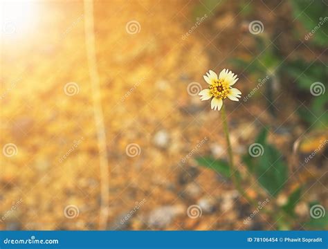 Roadside Grass Flower Royalty Free Stock Image