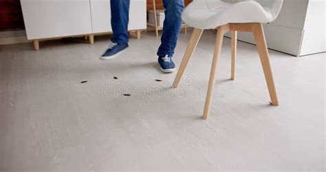 Cockroach Bugs In Dirty House Indoors Stock Image Image Of Infested