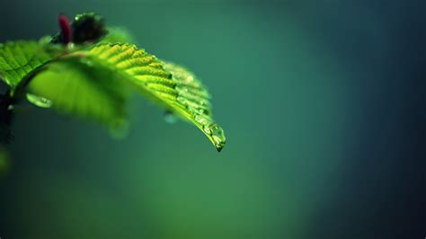 Leaf High Definition Background 1920x1080 Coolwallpapersme