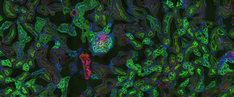 Free Viewer — Volocity Software