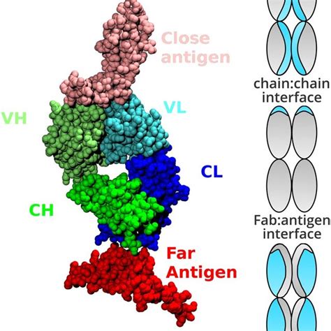 Structural Classification Of The Fab Proteins On The Left An Example Download Scientific