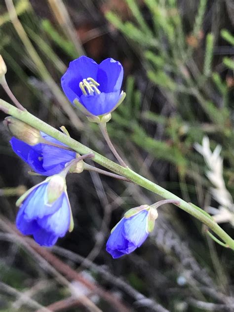 Heliophila Linearis Linearifolia From Table Mountain National Park