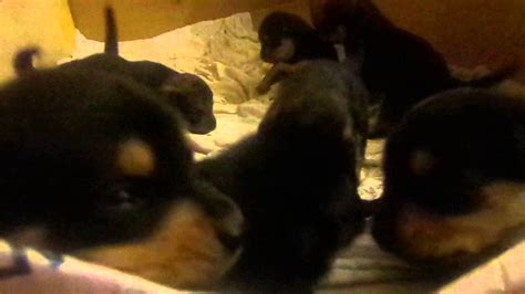 Щенки ротвейлера и волка Youtube