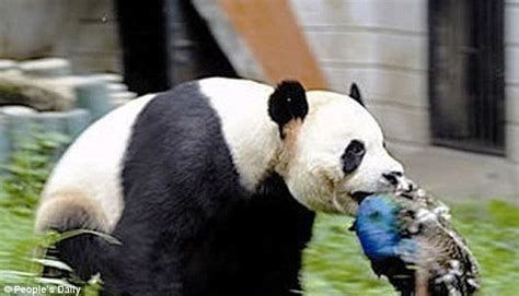 Attacking Panda Bear