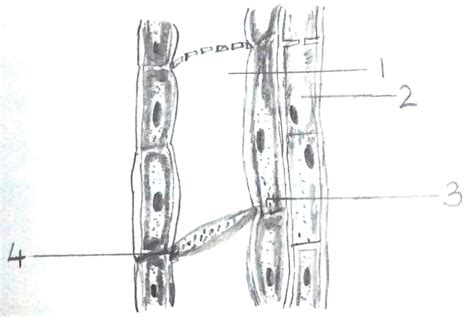 Phloem Tissue Diagram Tissue Photos And Wallpaper