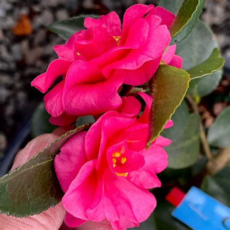 Shishi Gashira Camellia 3 Gallon Container Lots Of Plants