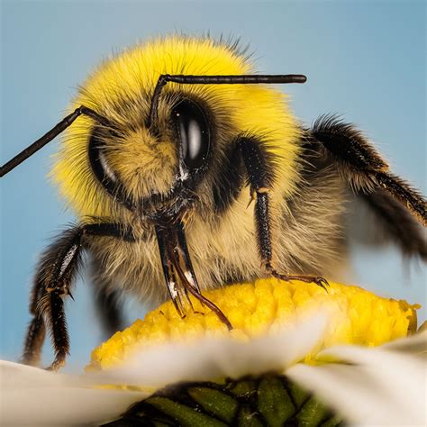 Hummel Insekt Gesicht Die Welt Der Gleueler Wiese Die Hummel