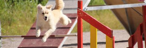 Agility Pohjois Hämeen Kennelpiiri Ry