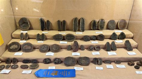 Gems And Minerals Fossils