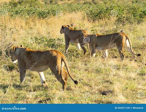 Leonas Que Comienzan La Caza Imagen De Archivo Imagen De Reserva