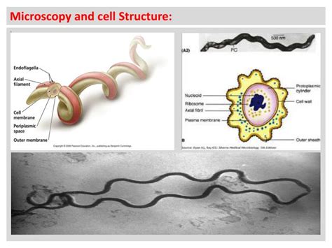 Ppt Syphilis And Gonorrhea Powerpoint Presentation Id1889433