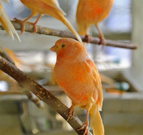 A Visit With My Beautiful Canaries The Martha Stewart Blog