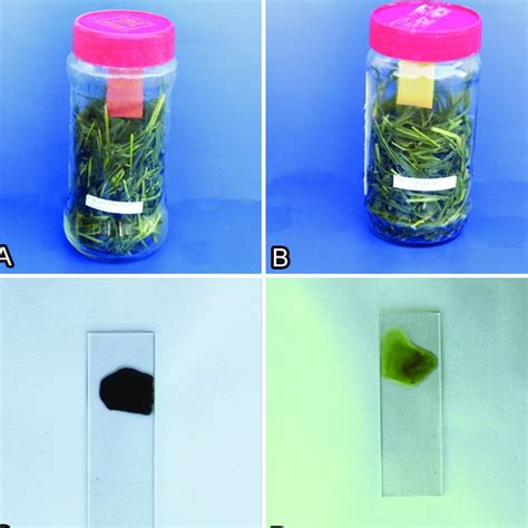 Reactions To The Sodium Picrate Paper Test And The Diphenylamine Test