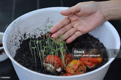 Tomato Nursery Woman Doing Tomato Seeding From Seed In White Pot