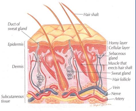Ha Exam 1 Prep Skin Images Flashcards Quizlet