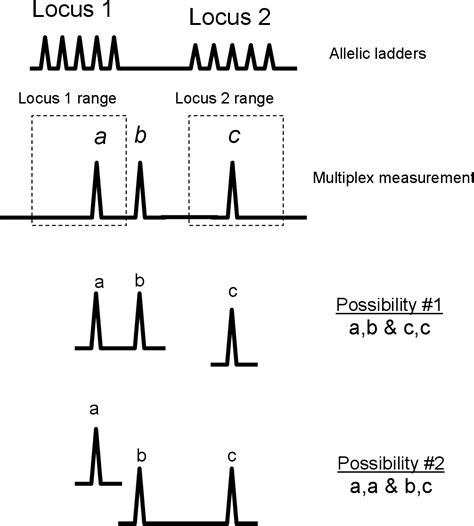 Figure 1 From Genetics And Genomics Of Core Str Loci Used In Human Identity Testing Semantic
