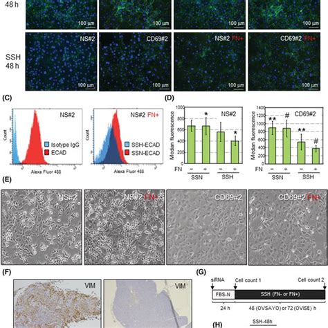 Cd69 Fibronectin Fn Interaction Causes Epithelial Mesenchymal