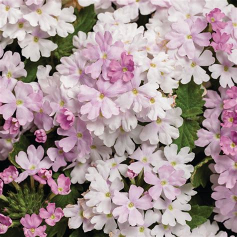 Verbena Flower Proven Winners Direct Superbena® Proven Winners Direct™