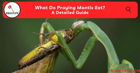 What Do Praying Mantis Eat A Detailed Guide Bugstips