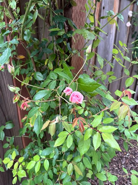 Help Identify This Rose Please Rroses