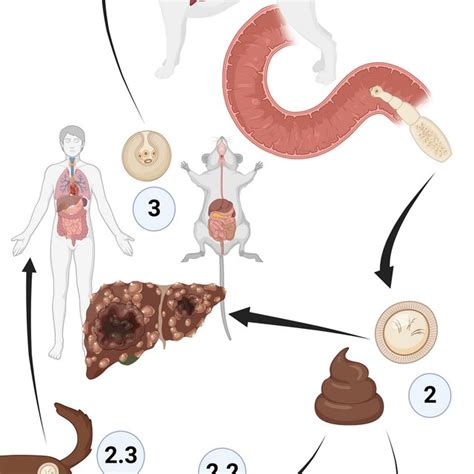 Life Cycle Of Echinococcus Multilocularis 1 Adults Develop In Download Scientific Diagram