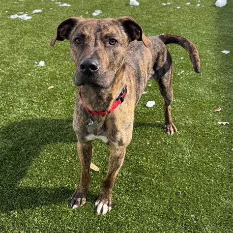 Tyson Ldcrf