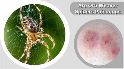 Are Orb Weaver Spiders Poisonous Bite Safety Guide